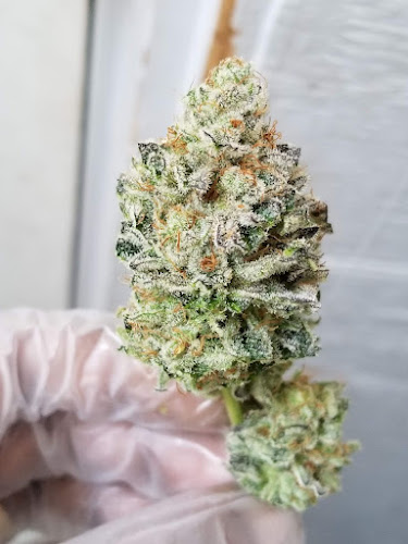 Bean Drop Genetics , - Rollingcanna.com