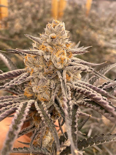 Prime Cuts Cannabis Nursery and Seed Bank Sonoma, California ...